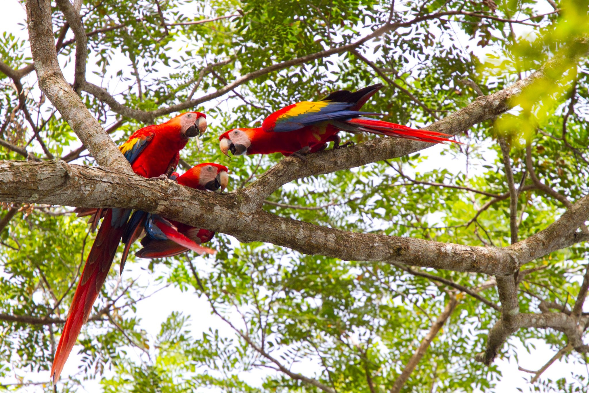 Historia – Lapas Rojas Puntaleona